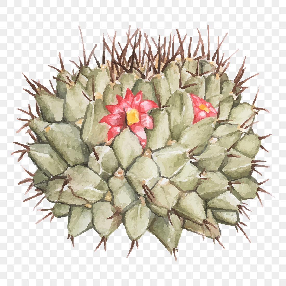 Pink cactus flower png plant | Premium PNG Sticker - rawpixel
