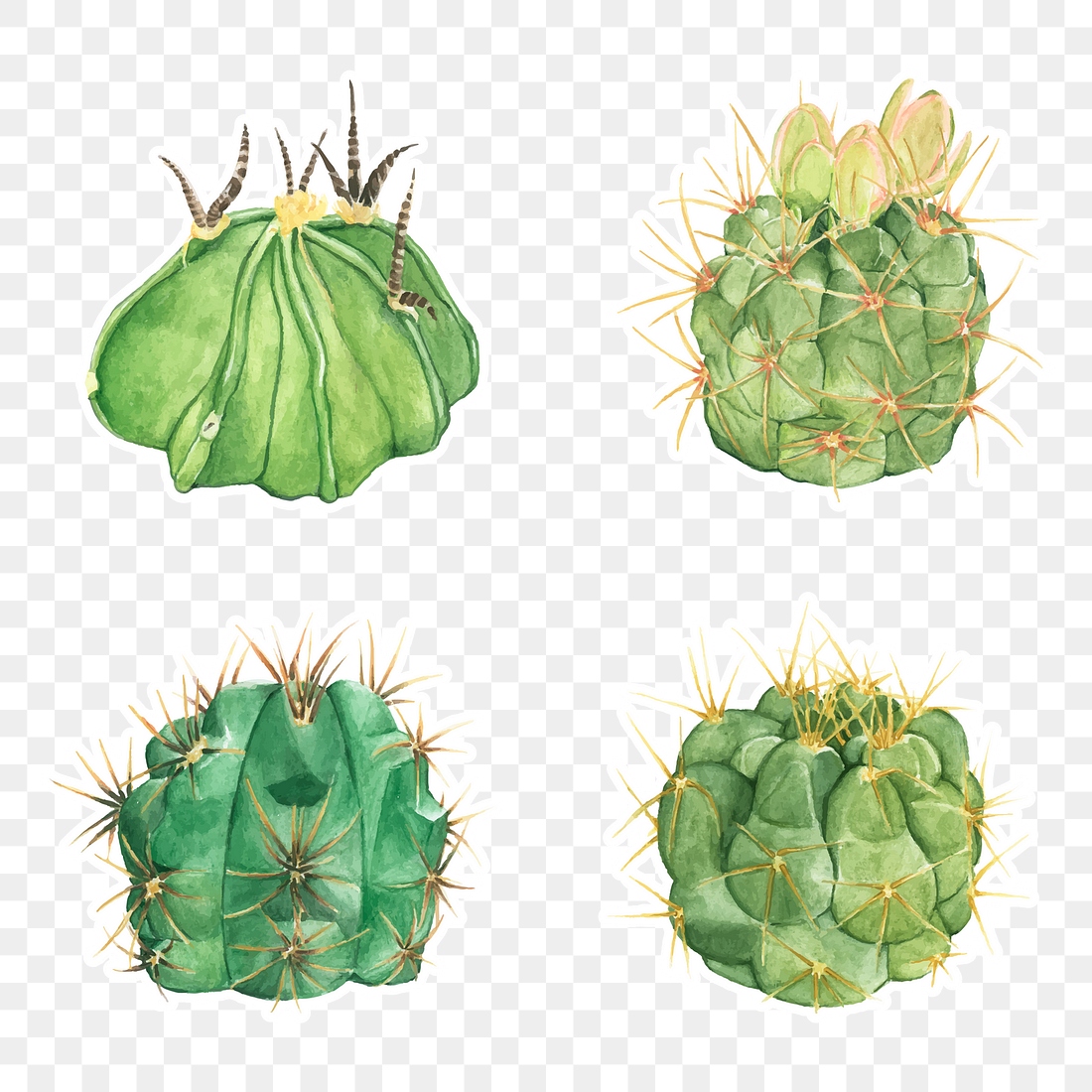 Watercolor cactus png plant illustrations | Premium PNG - rawpixel