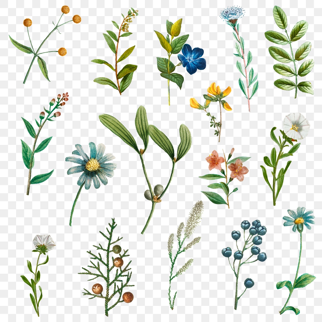 Hand drawn flower png sticker | Premium PNG - rawpixel