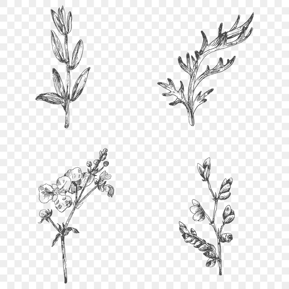 Hand drawn plants collection transparent | Premium PNG - rawpixel