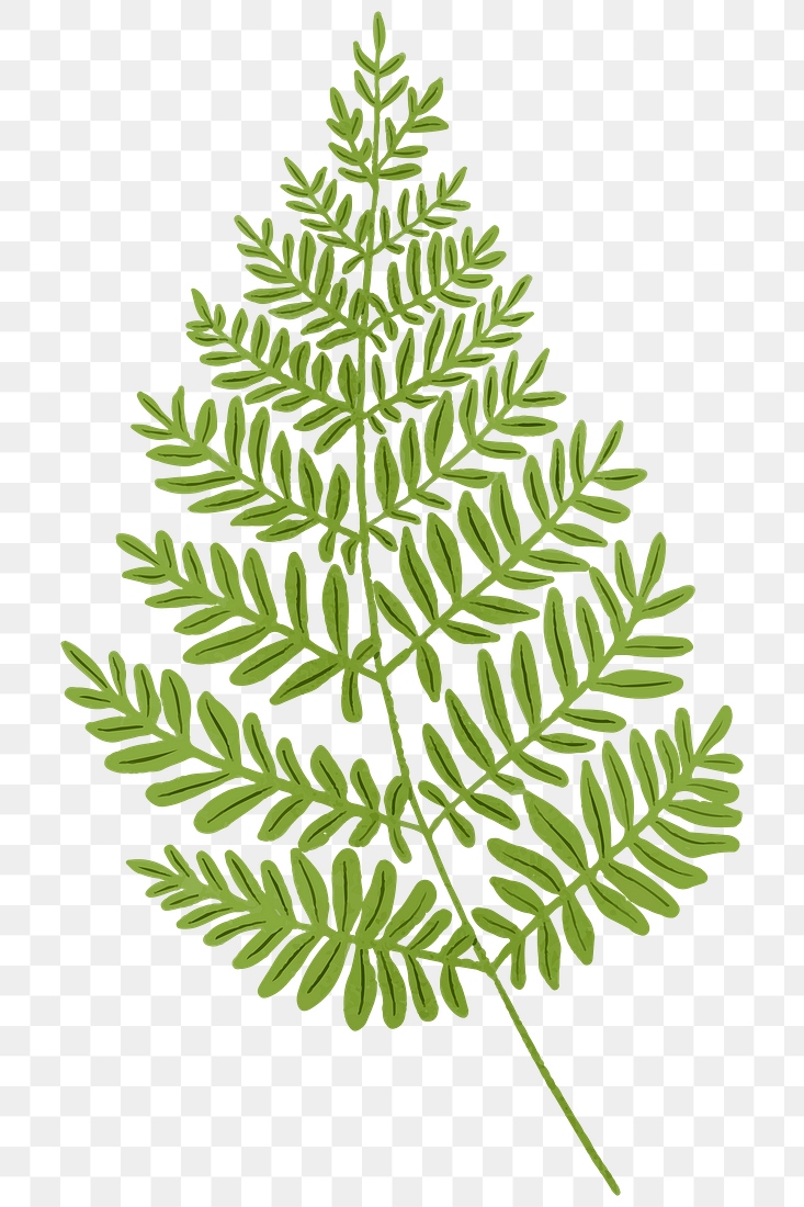 Fern branch design element transparent | Premium PNG Sticker - rawpixel