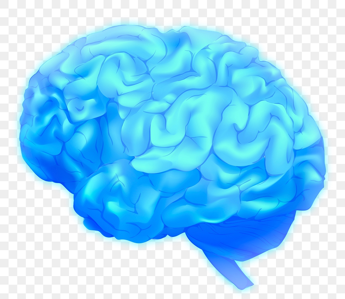 Png human brain illustration blue | Premium PNG Sticker - rawpixel