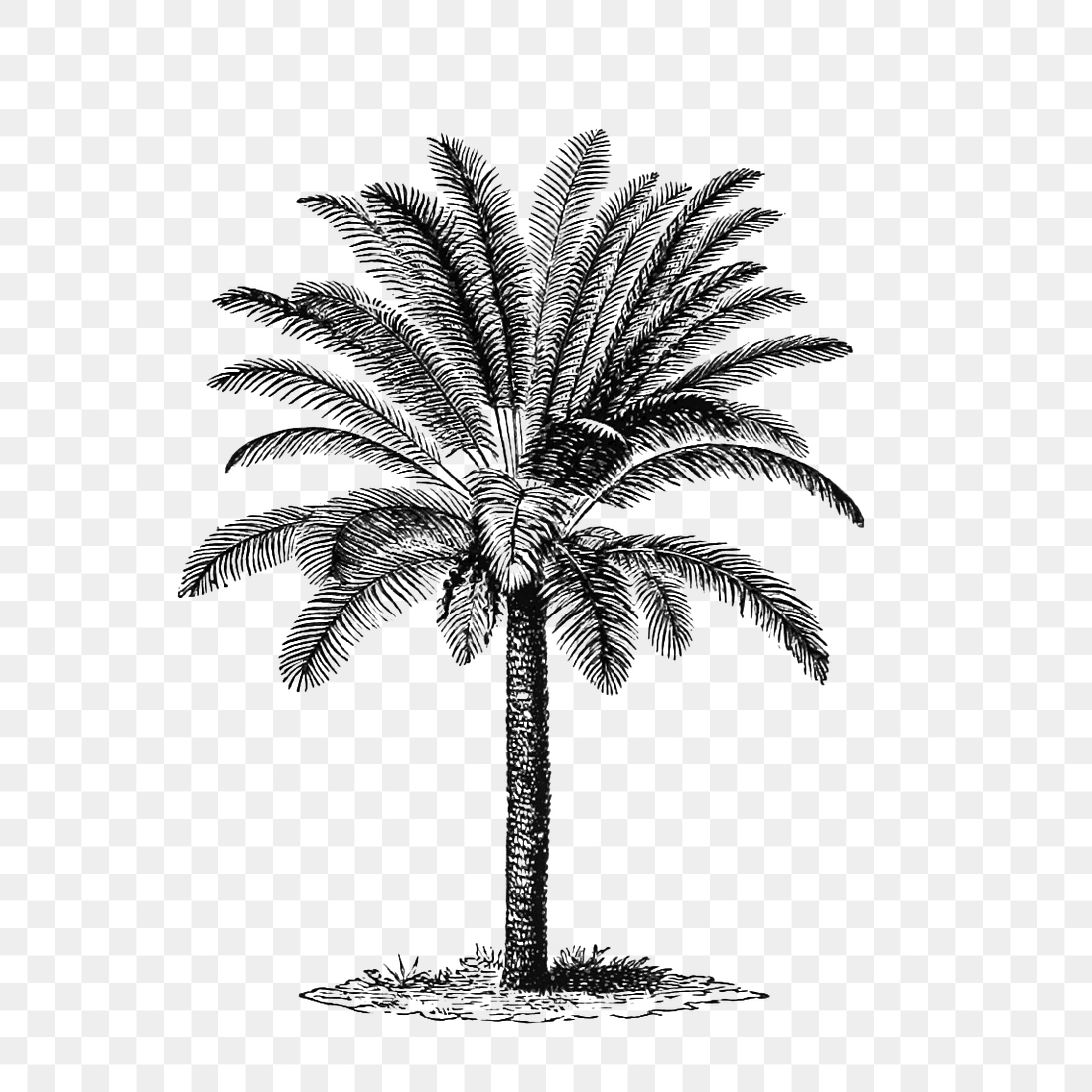 PNG Drawing palm tree, transparent | Premium PNG Sticker - rawpixel