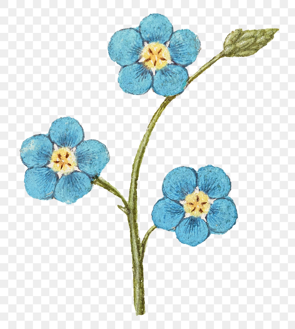 Png forget me not flower | Premium PNG Sticker - rawpixel