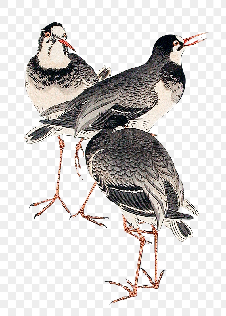 Three standing snipe birds illustration | Premium PNG Sticker - rawpixel