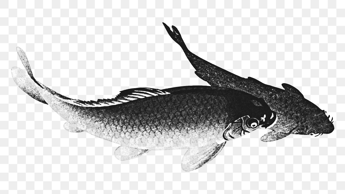 Gray carp fish design element | Premium PNG Sticker - rawpixel