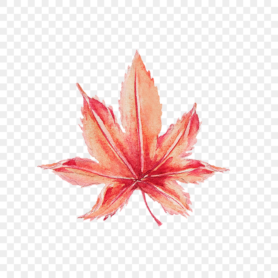 Vintage Japanese maple leaf png | Premium PNG Sticker - rawpixel