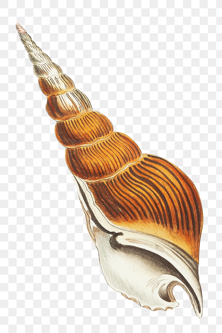 Png hand drawn spindle strombus | Premium PNG Sticker - rawpixel