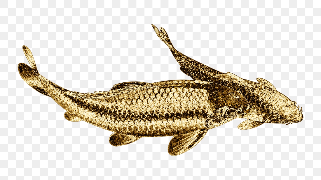 Gold carp fish design element | Premium PNG Sticker - rawpixel