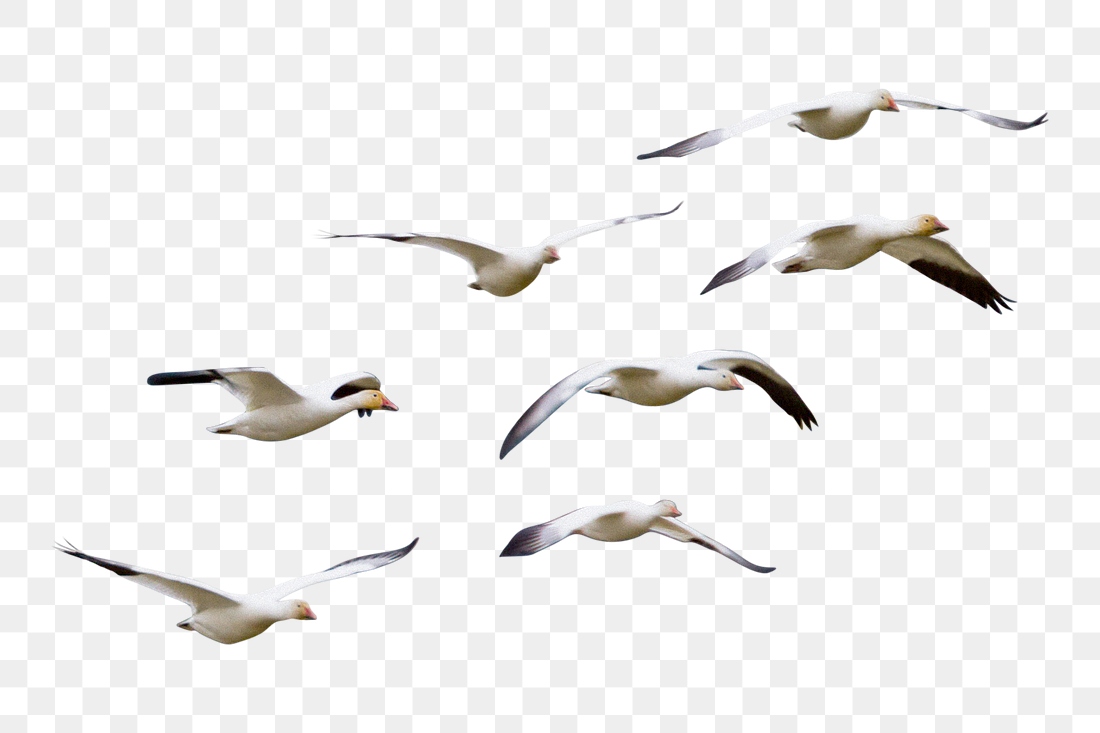 Bird flock png sticker, animal | Premium PNG - rawpixel