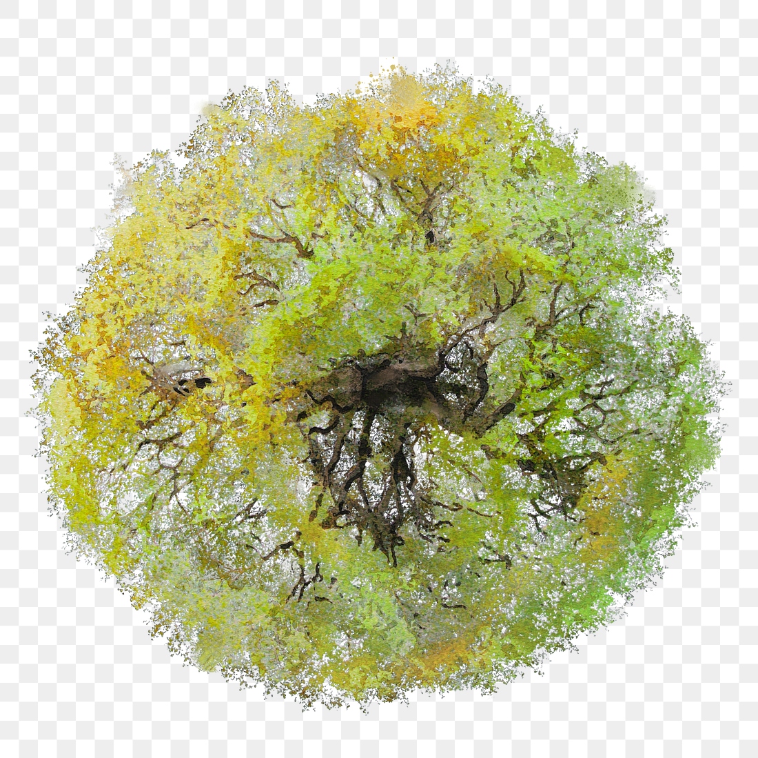 Tree png, top view spring | Premium PNG - rawpixel