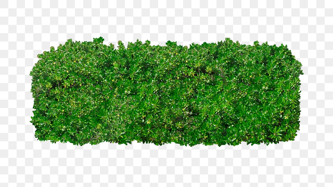 Bush png sticker transparent background | Premium PNG - rawpixel