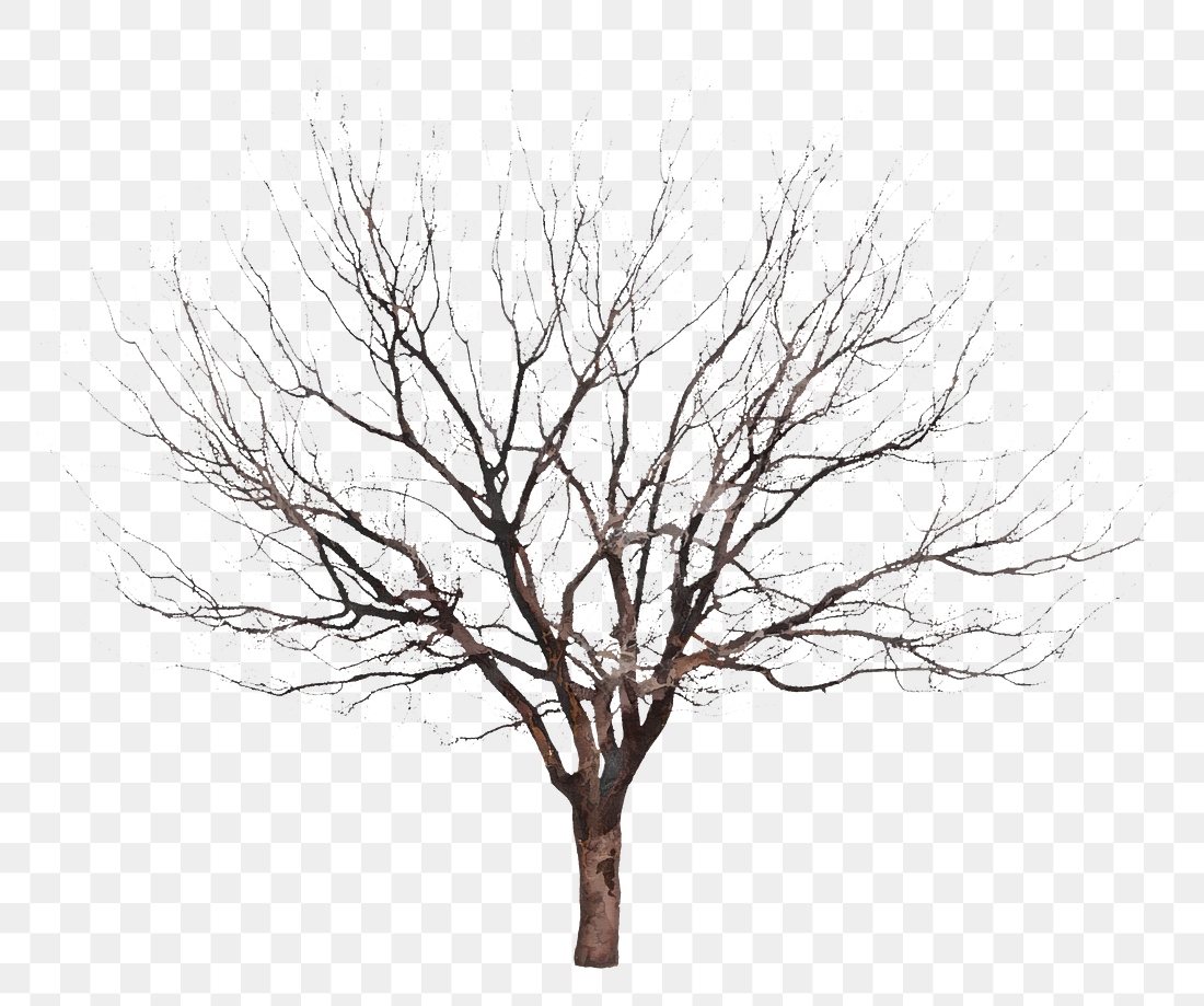 Dead tree png sticker transparent | Premium PNG - rawpixel
