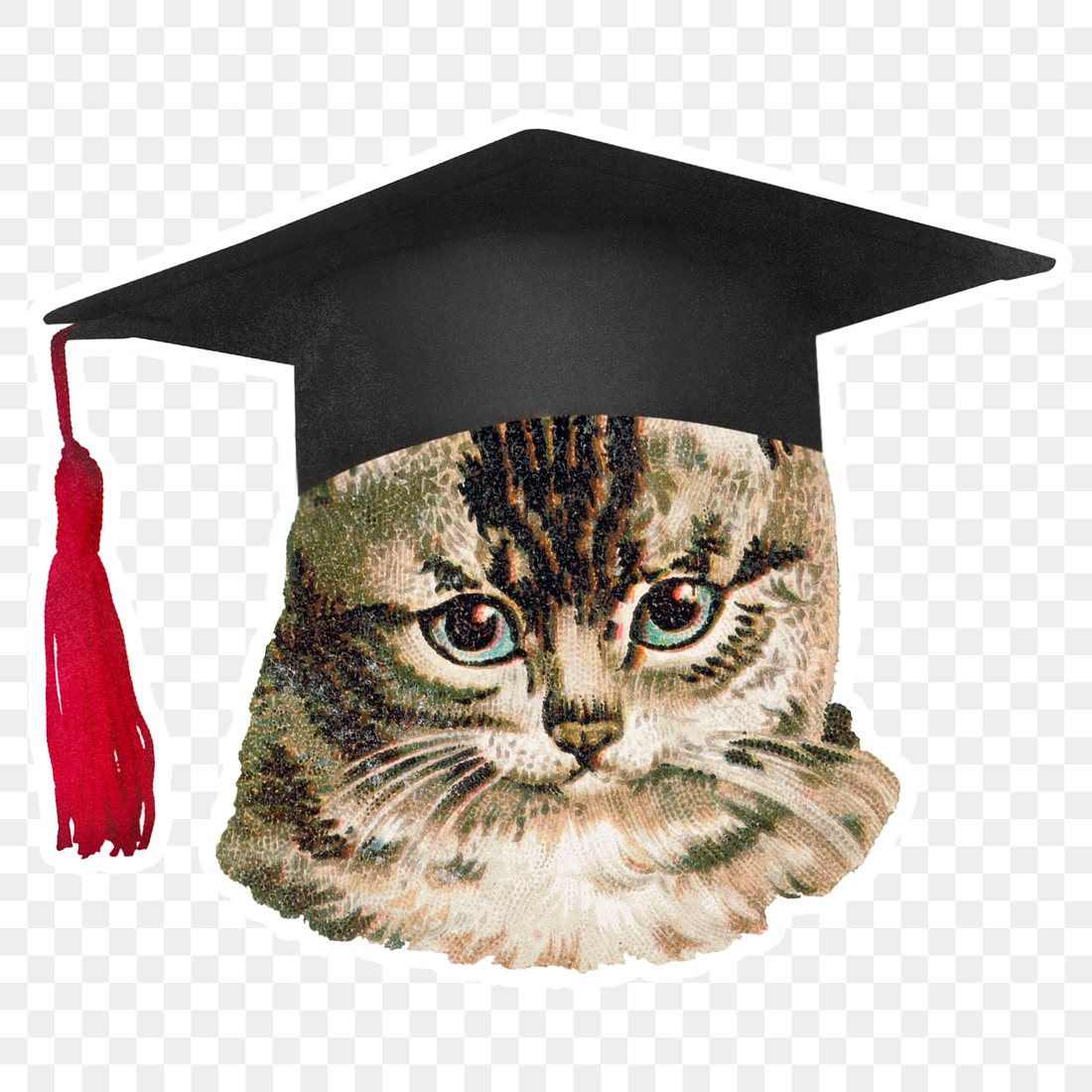 Cat graduation cap sticker transparent | Premium PNG Sticker - rawpixel