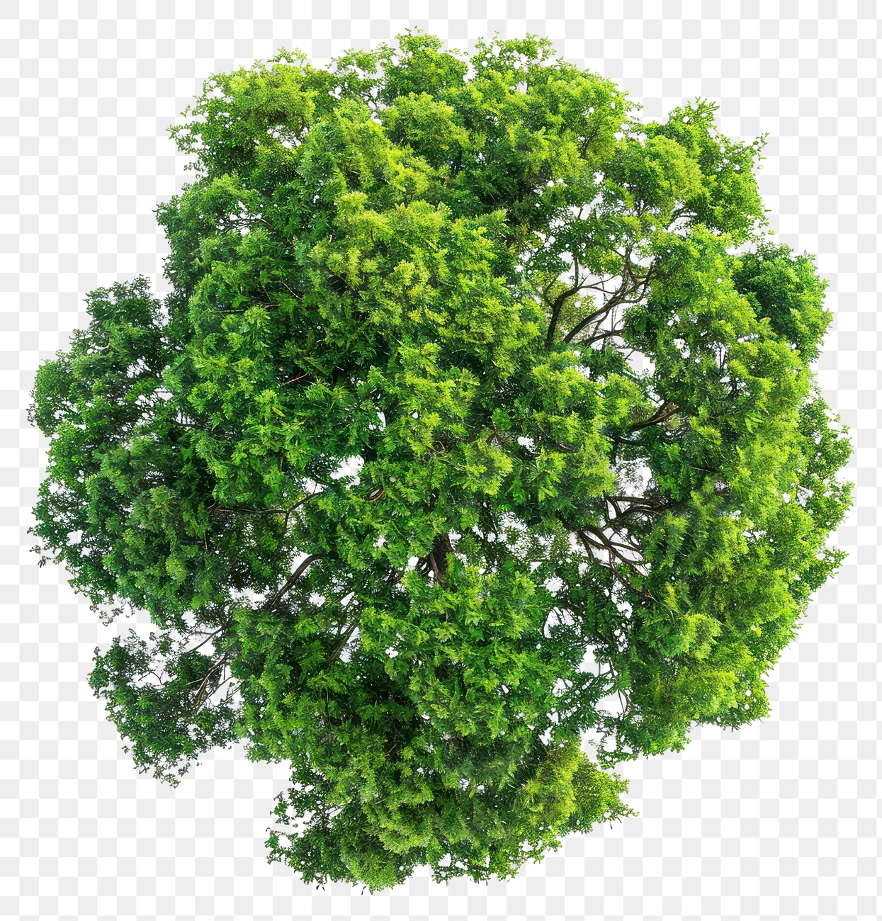 PNG Lush green tree top | Free PNG - rawpixel