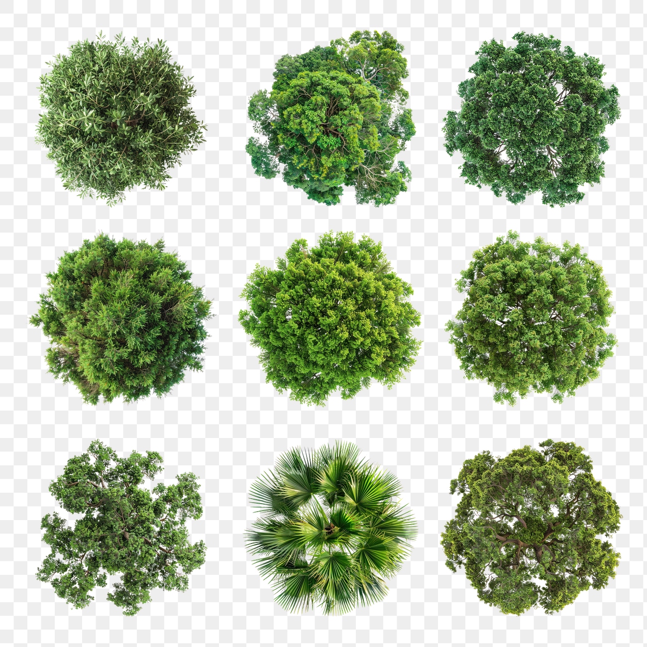 PNG tree top view, transparent | Premium PNG - rawpixel