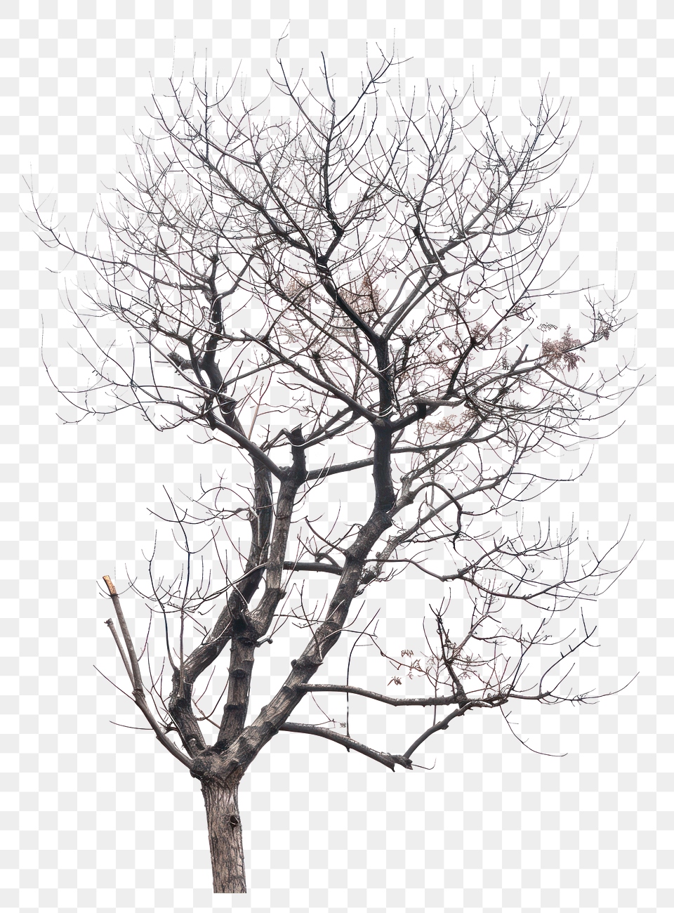 PNG Leafless tree white background | Premium PNG - rawpixel