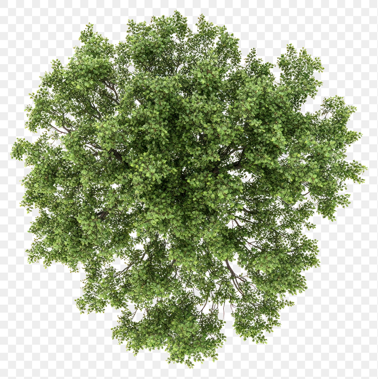 PNG Lush green tree top | Free PNG - rawpixel