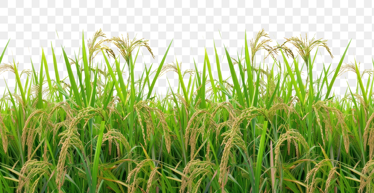 PNG Rice terrace nature agriculture | Premium PNG - rawpixel