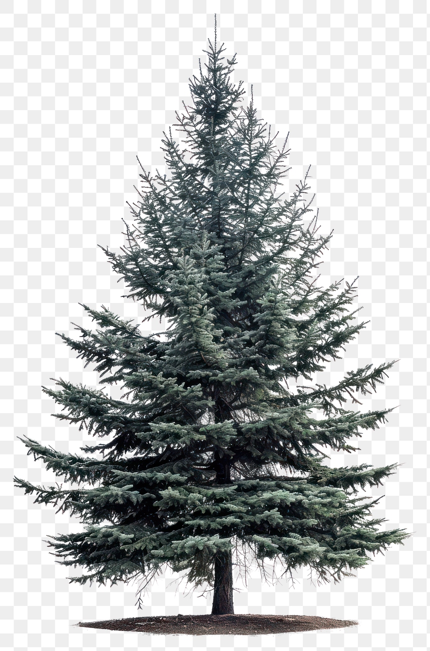 PNG Black spruce tree background | Free PNG - rawpixel