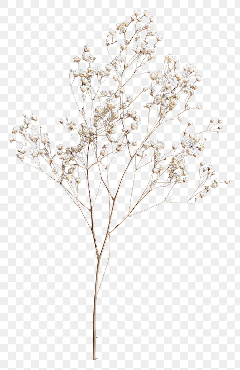 PNG Real Pressed Gypsophila flower | Premium PNG - rawpixel