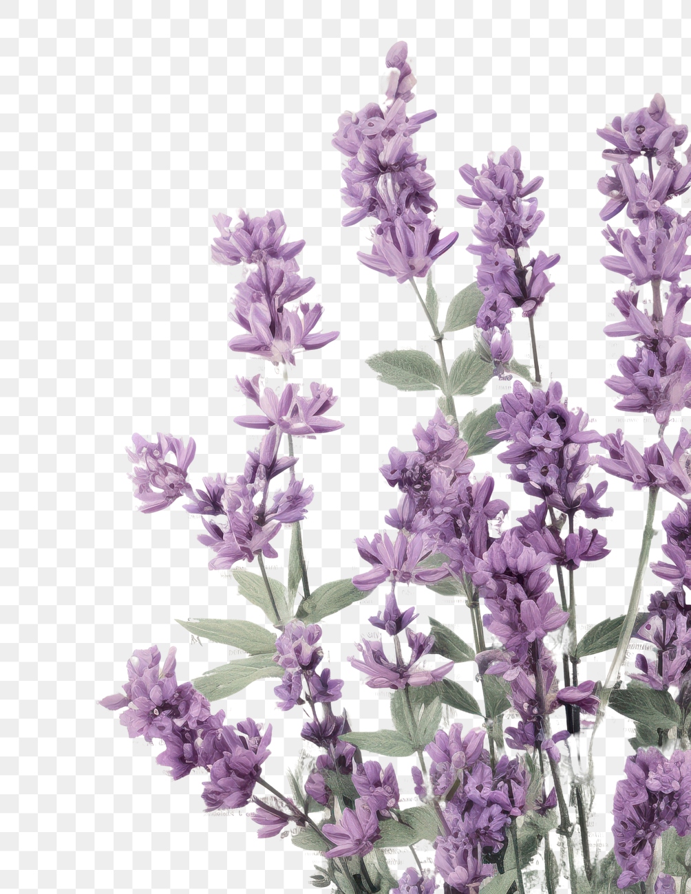 PNG Lavender flowers border herbs | Premium PNG - rawpixel