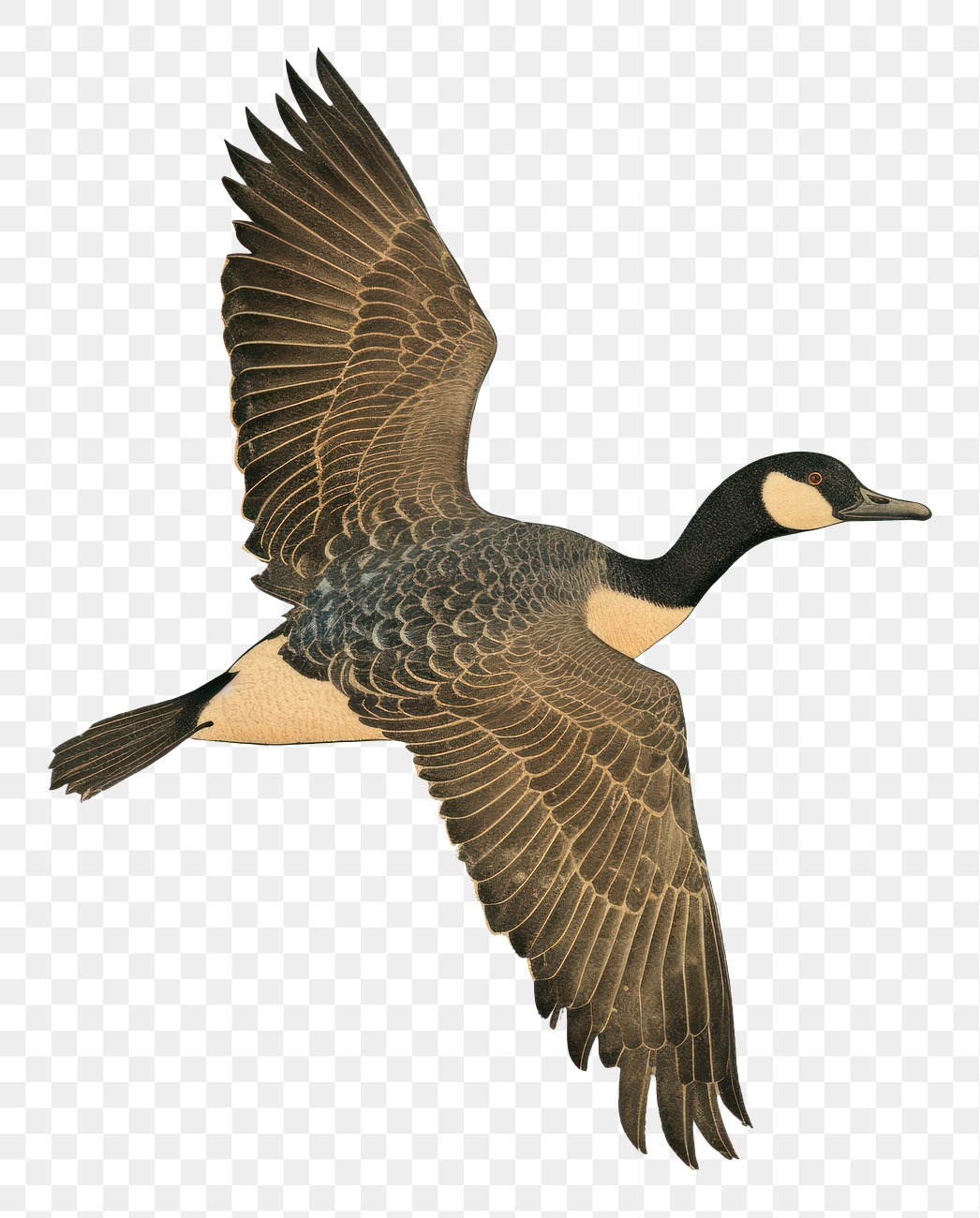 PNG Japanese goose flying animal | Free PNG - rawpixel