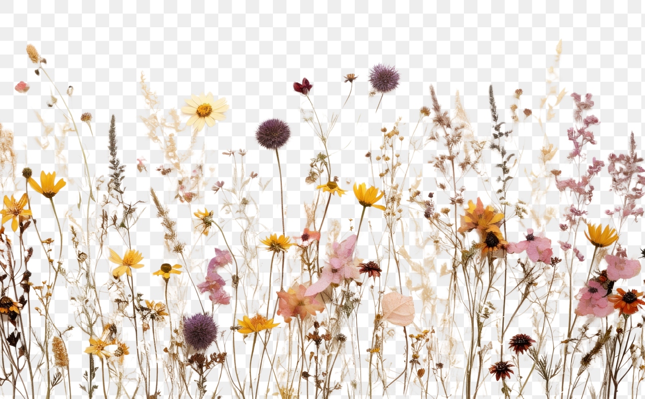 PNG Real Pressed mixed wildflowers | Free PNG - rawpixel