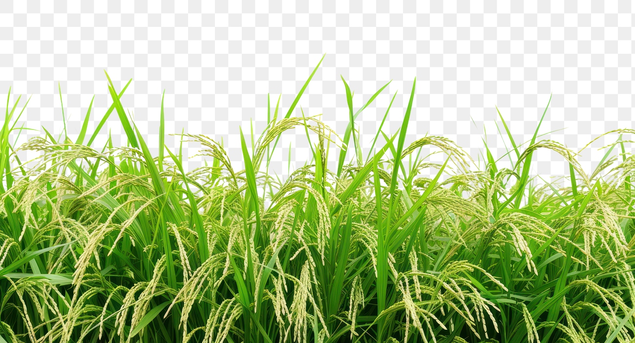 PNG Rice field nature backgrounds | Premium PNG - rawpixel
