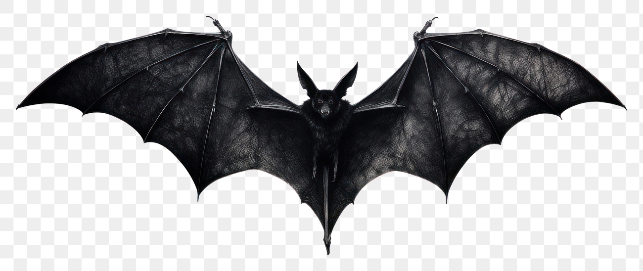 PNG Bat animal nature black | Premium PNG - rawpixel