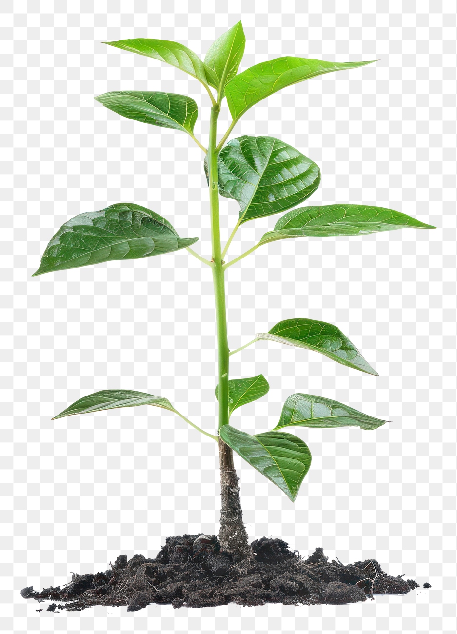 PNG Tree seedling blossom sprout | Free PNG - rawpixel