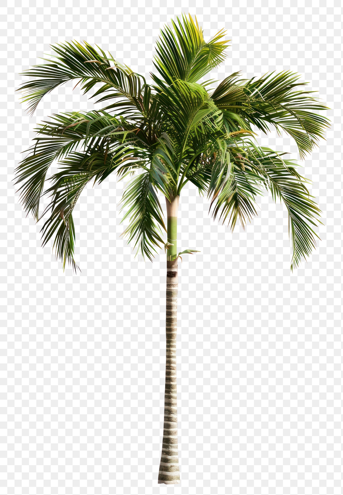 PNG Tropical palm tree isolated | Free PNG - rawpixel