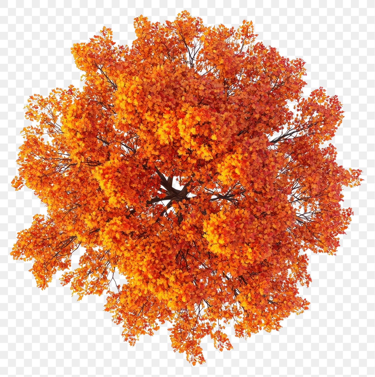 PNG Vibrant autumn tree top | Premium PNG - rawpixel