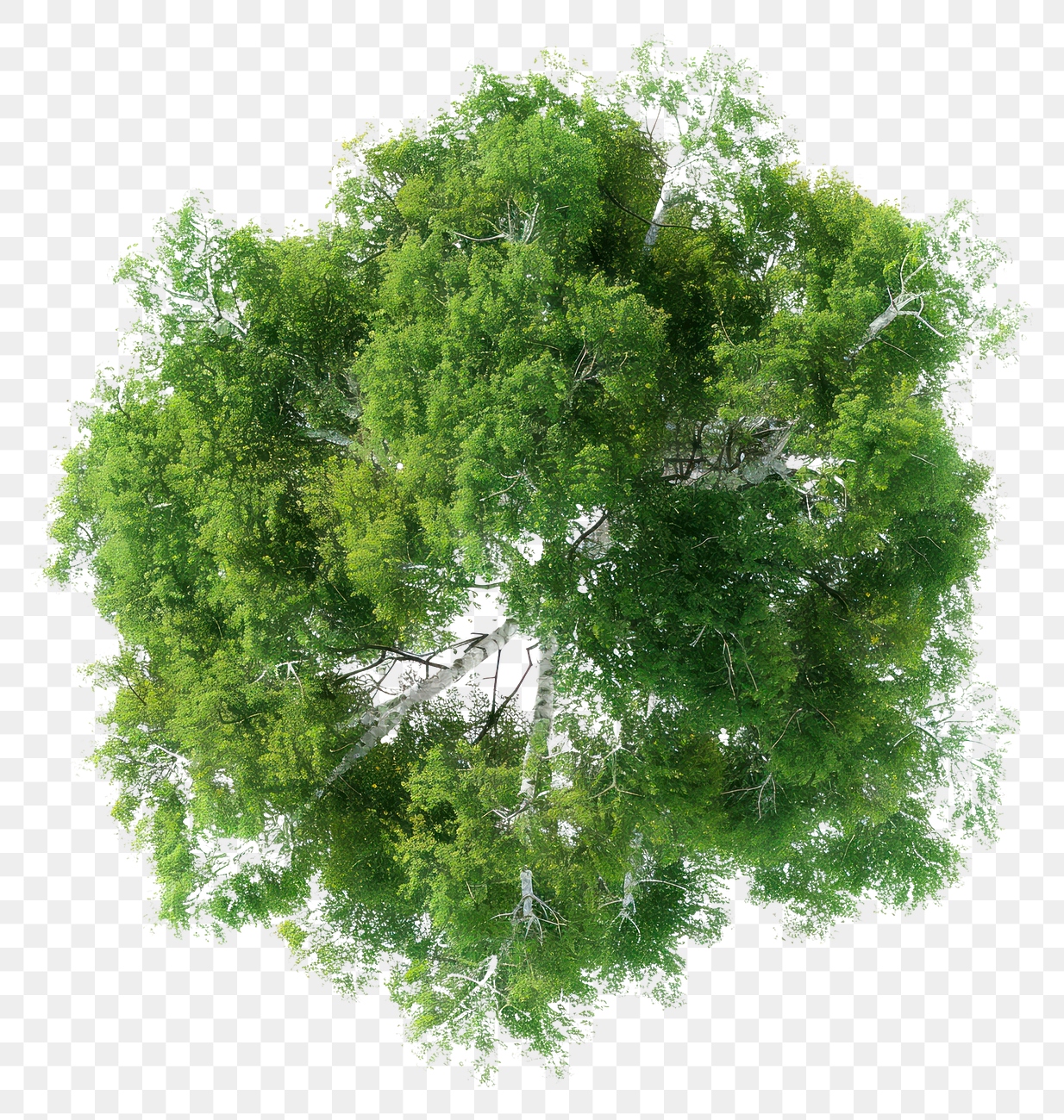 PNG Top view birch tree | Free PNG - rawpixel