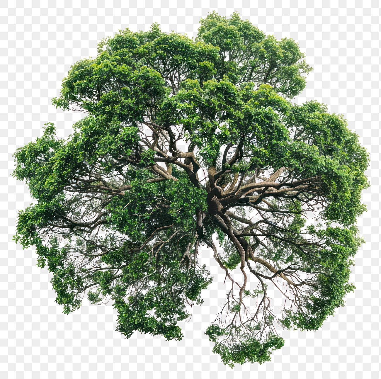 PNG Green tree branches canopy | Free PNG - rawpixel