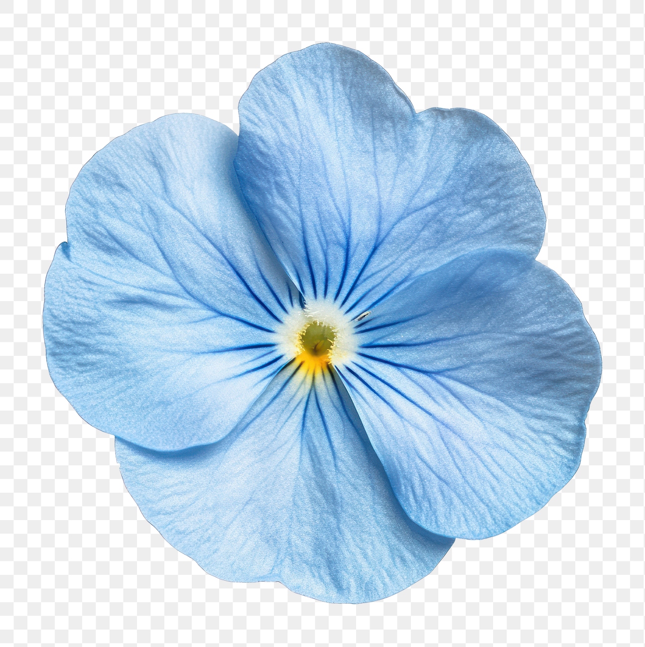 PNG single Forget-Me-Not petal petals | Free PNG - rawpixel