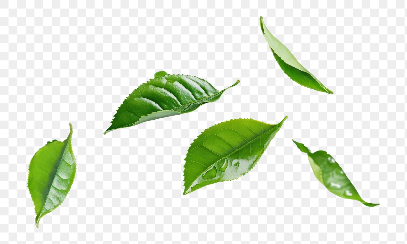 PNG Green tea leaves leaf | Free PNG - rawpixel
