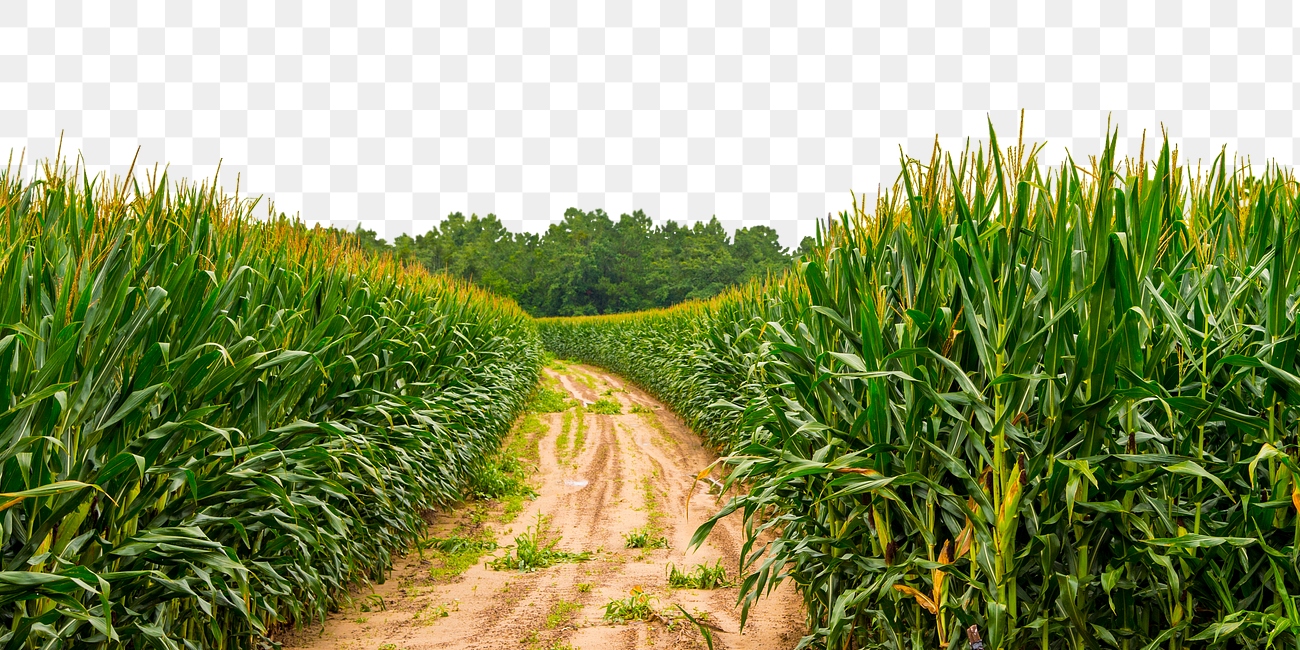 Cornfield png border, transparent background | Free PNG - rawpixel