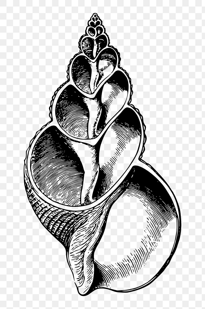 PNG vintage seashell object sticker | Free PNG - rawpixel