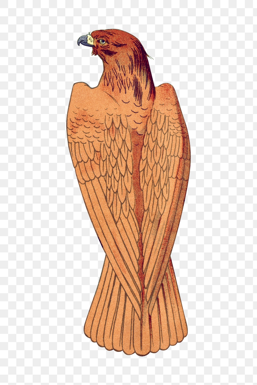 Hawk bird png sticker, vintage | Premium PNG - rawpixel