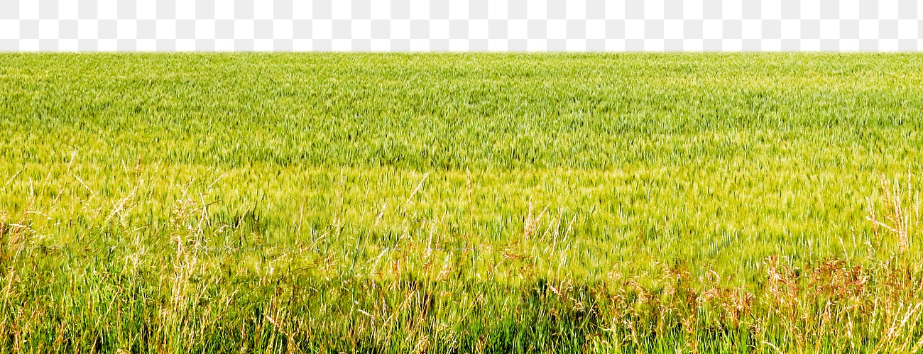 Png paddy field border, transparent | Free PNG - rawpixel
