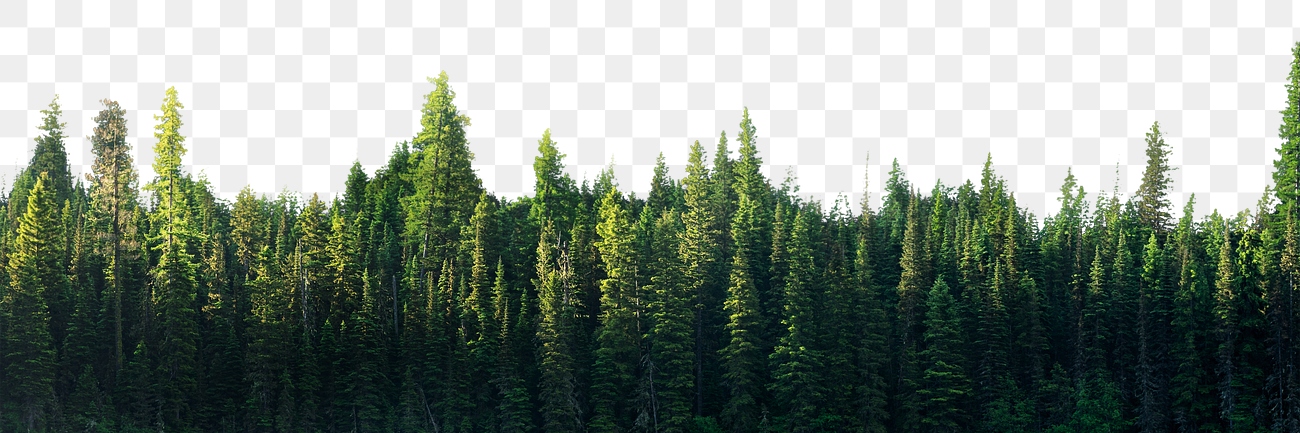 Forest png border, transparent background | Free PNG - rawpixel