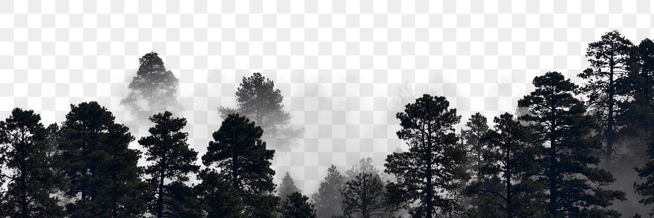 Forest png border, transparent background | Free PNG - rawpixel