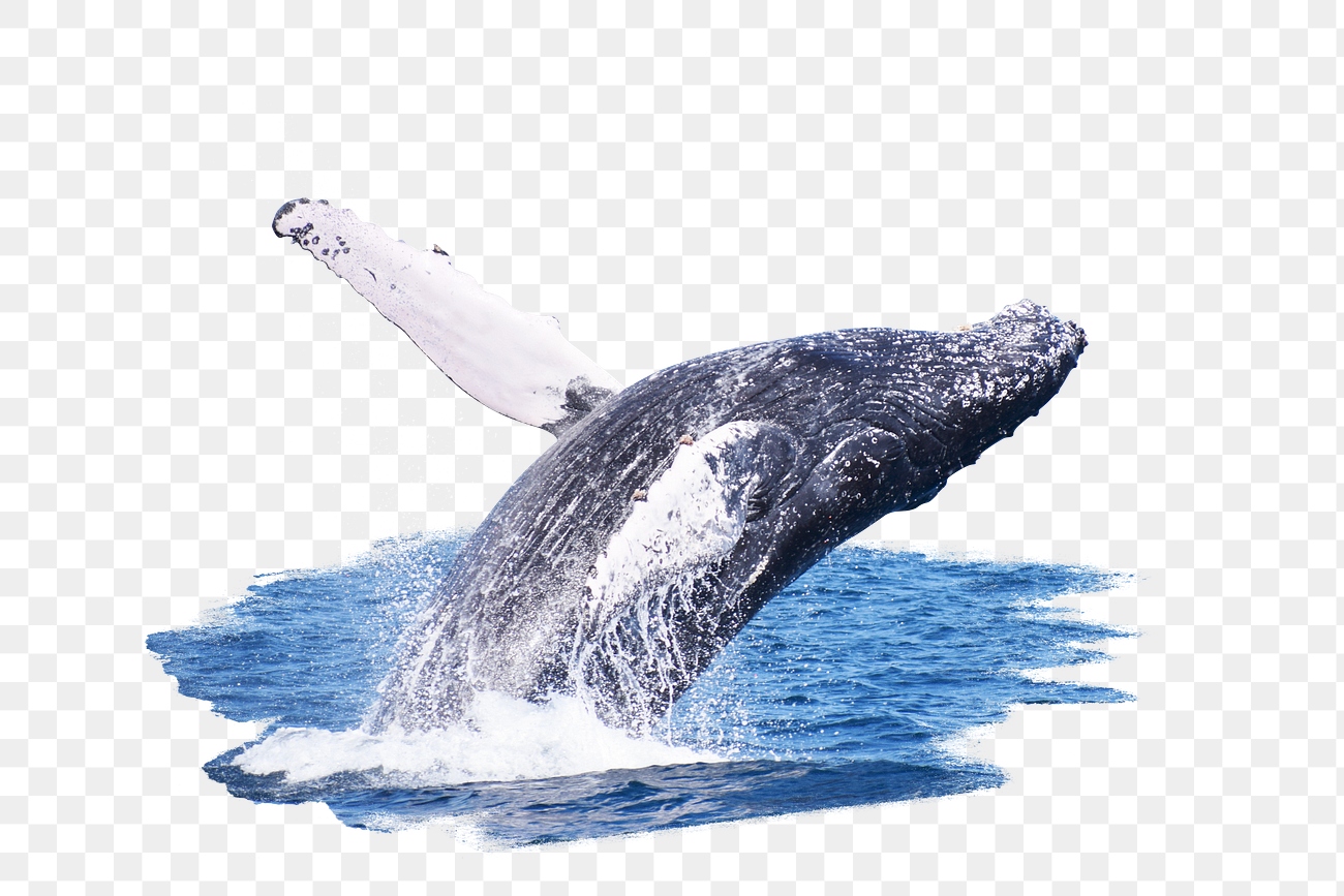 PNG Humpback whale jumping backwards, | Free PNG - rawpixel