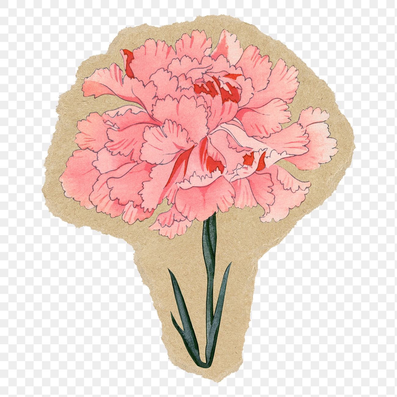 Carnation flower png sticker, ripped | Premium PNG - rawpixel
