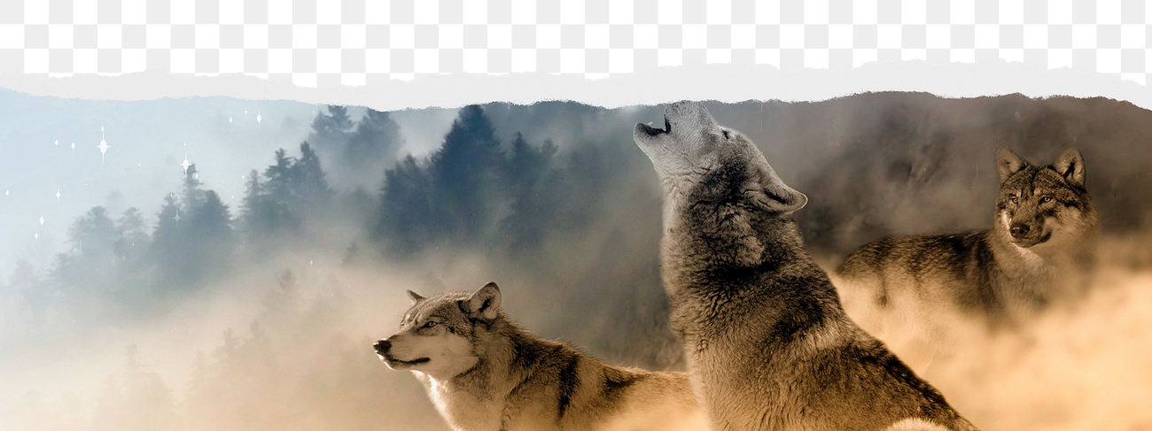 Wolf howling png border | Premium PNG - rawpixel