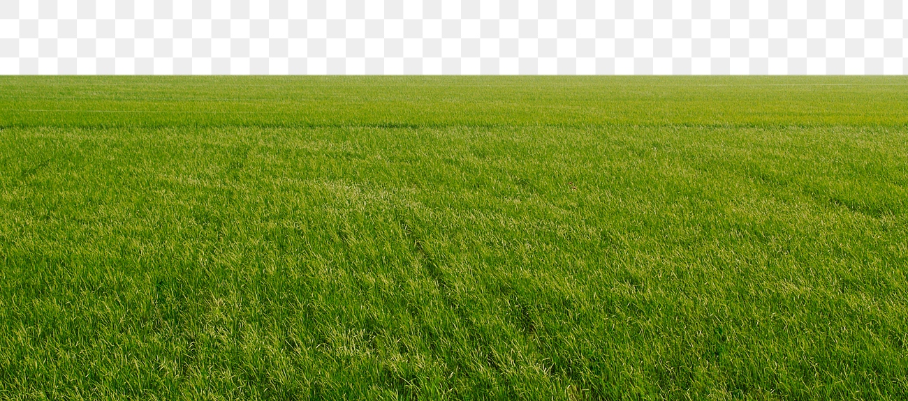 Paddy field png border, transparent | Free PNG - rawpixel
