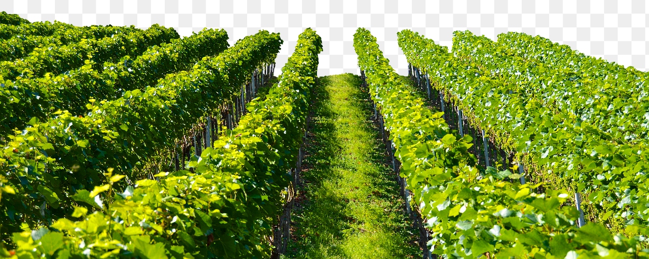 Aesthetic vineyard png border, transparent | Free PNG - rawpixel