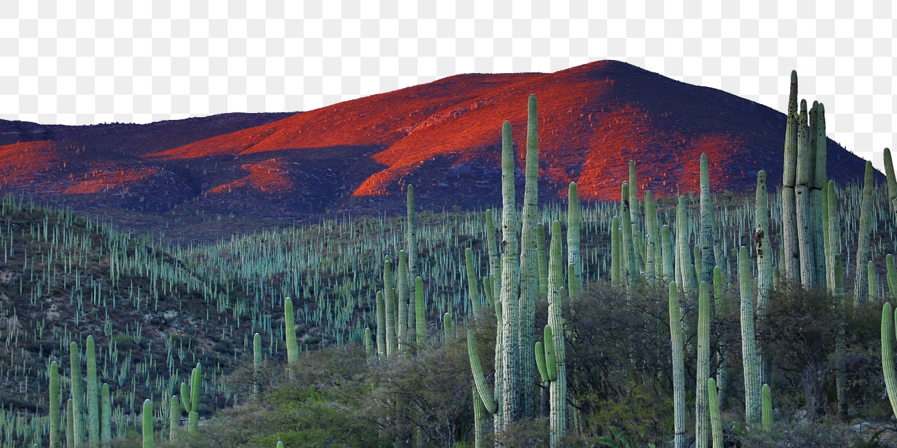 Cactus landscape png border, transparent | Free PNG - rawpixel