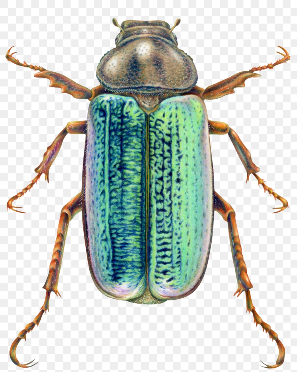 June bug png sticker, transparent | Free PNG - rawpixel